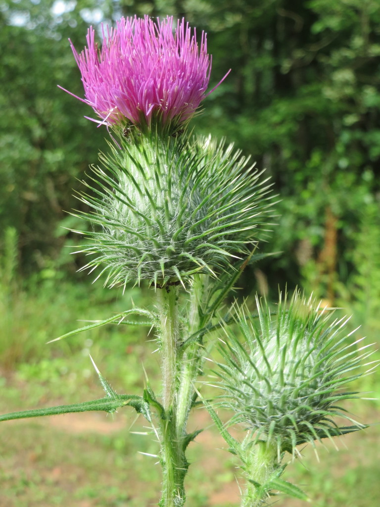 Bull Thistle (Black Hills Invasive Plant Guide) · iNaturalist