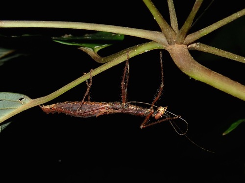 Asceles tanarata · iNaturalist