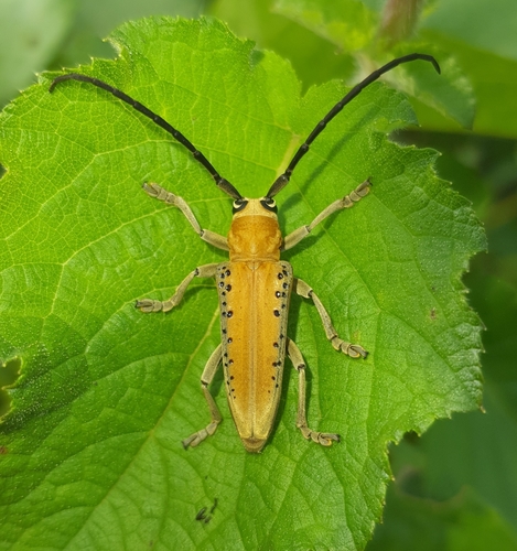 Stibara nigricornis · iNaturalist
