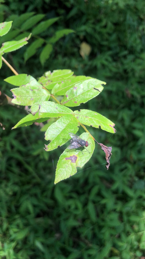 Calyptrate Flies from Undefined location on August 26, 2020 at 10:37 AM ...