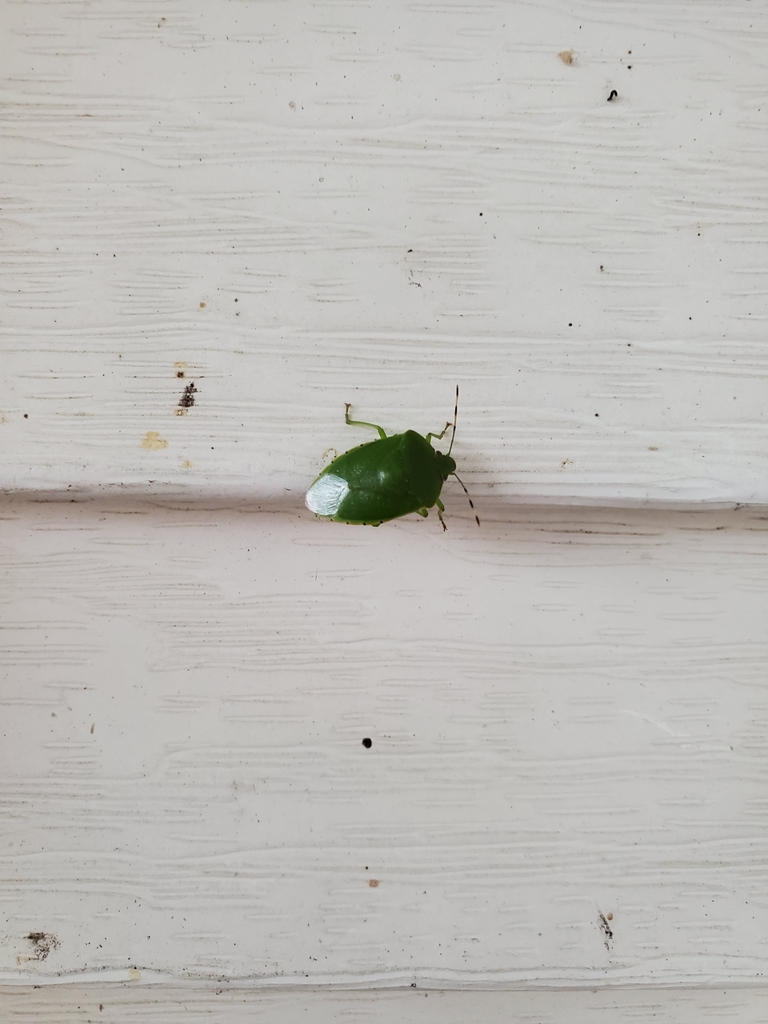 Green Stink Bug from Hale Township, IL, USA on August 26, 2020 at 06:38 ...
