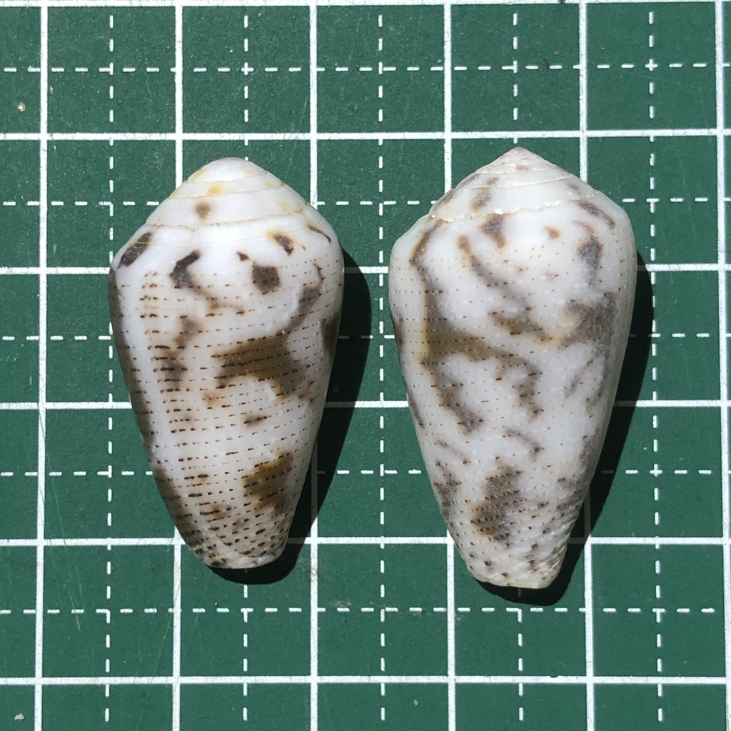 Conus striolatus from 安田, 国頭村, 沖縄県, JP on July 2, 2020 by Takaaki ...