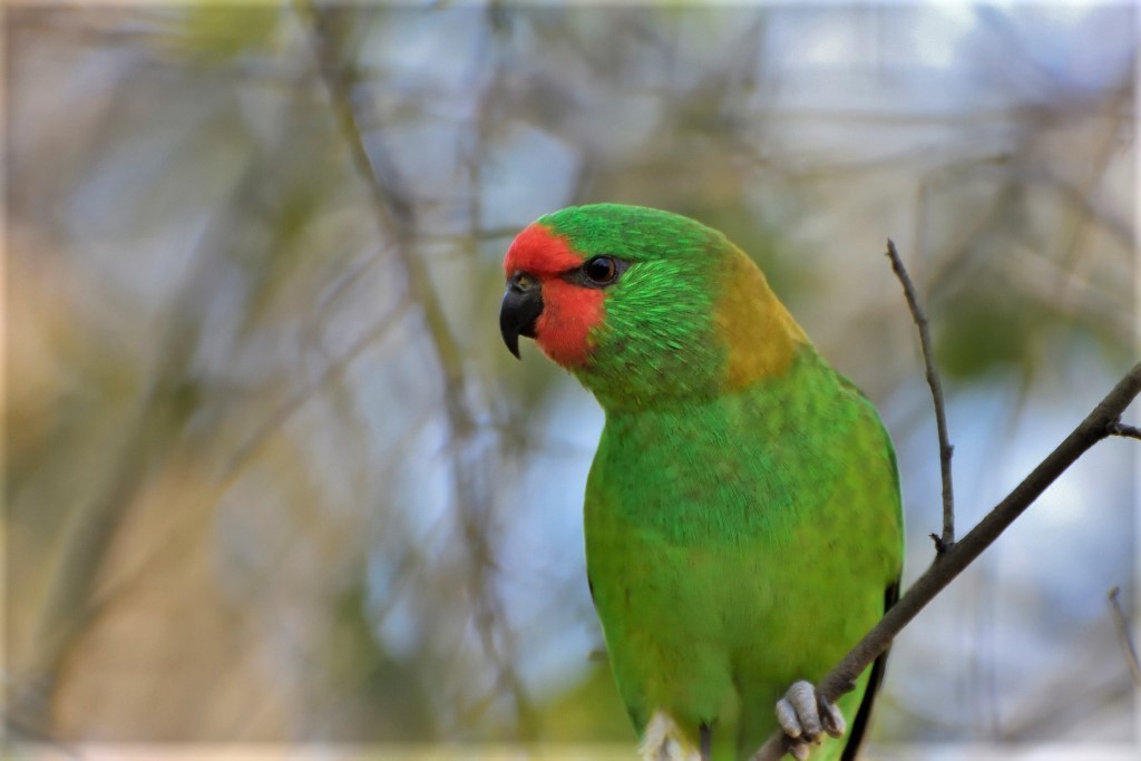 Little Lorikeet from The Australian Botanic Garden, Narellan Road ...