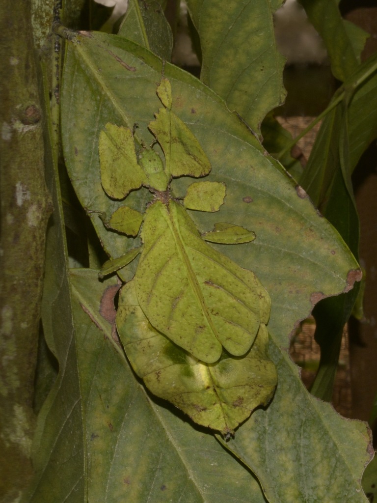 Giant Leaf Insect from Pahang, Malaysia on February 19, 2014 at 10:38 ...