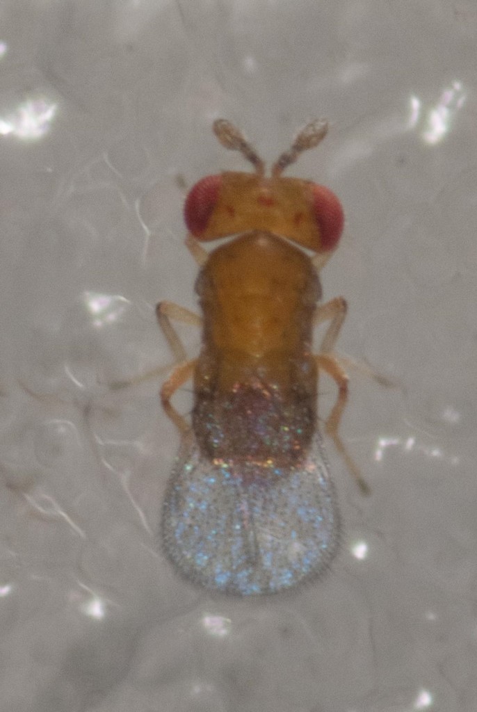 Trichogramma funiculatum from Wonboyn NSW 2551, Australia on April 28 ...