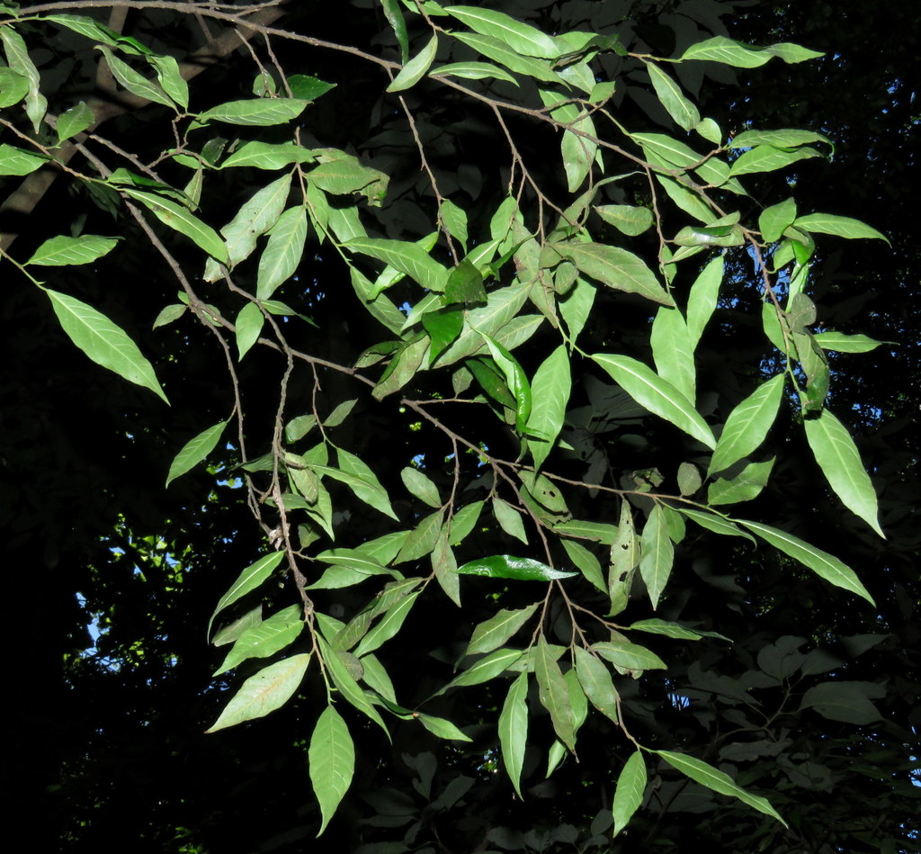 whalebone tree from Wingham Brush Nature Reserve, NSW 2429, Australia ...