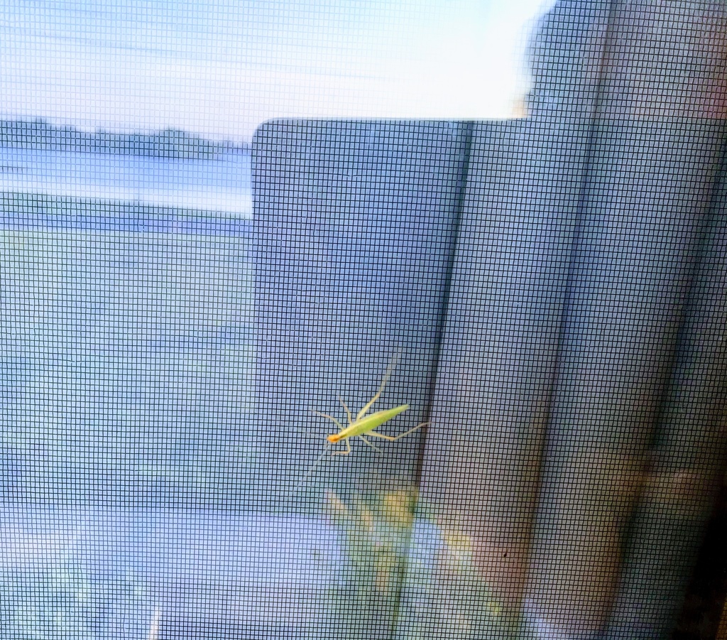 Common Tree Crickets from Wolfe Island, Frontenac Islands, ON, CA on ...