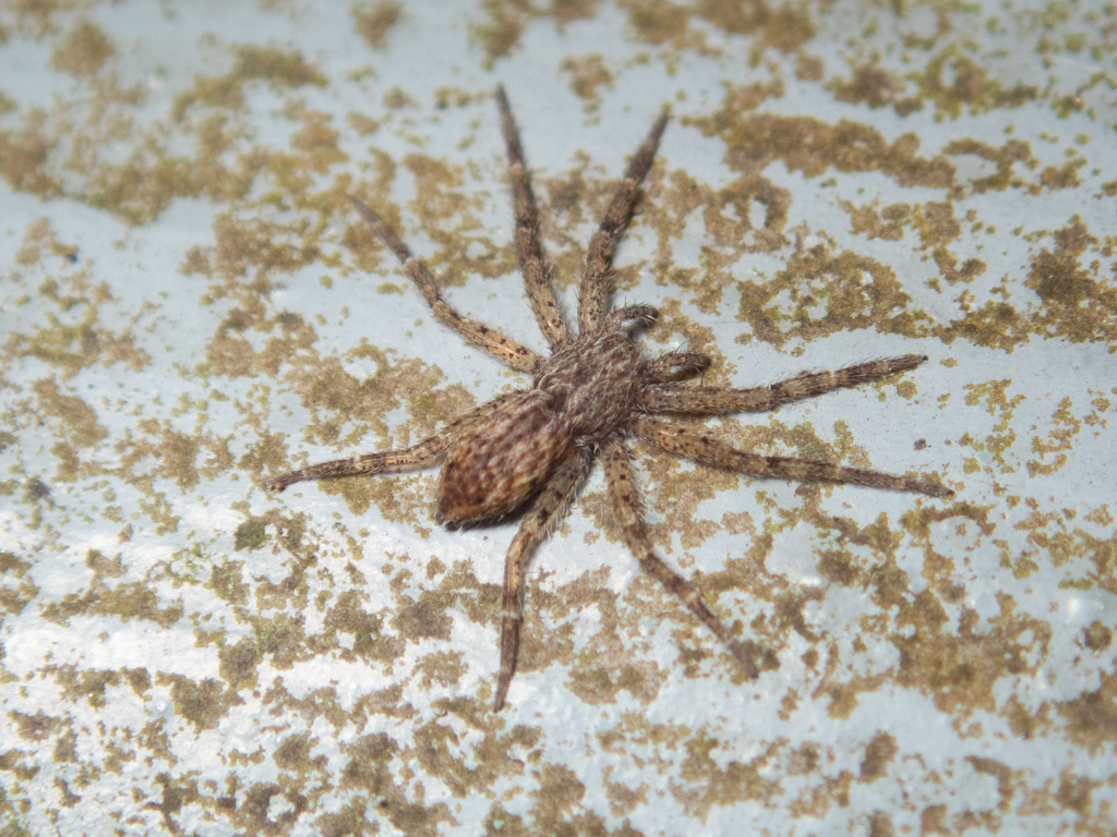 Thanatus hongkong from Hong Kong on August 26, 2020 at 04:32 PM by ...