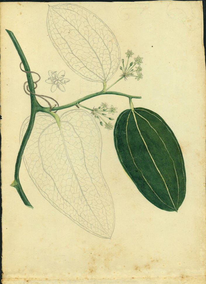 cocolmeca (Vines and Climbing plants of Puerto Rico and the Virgin ...