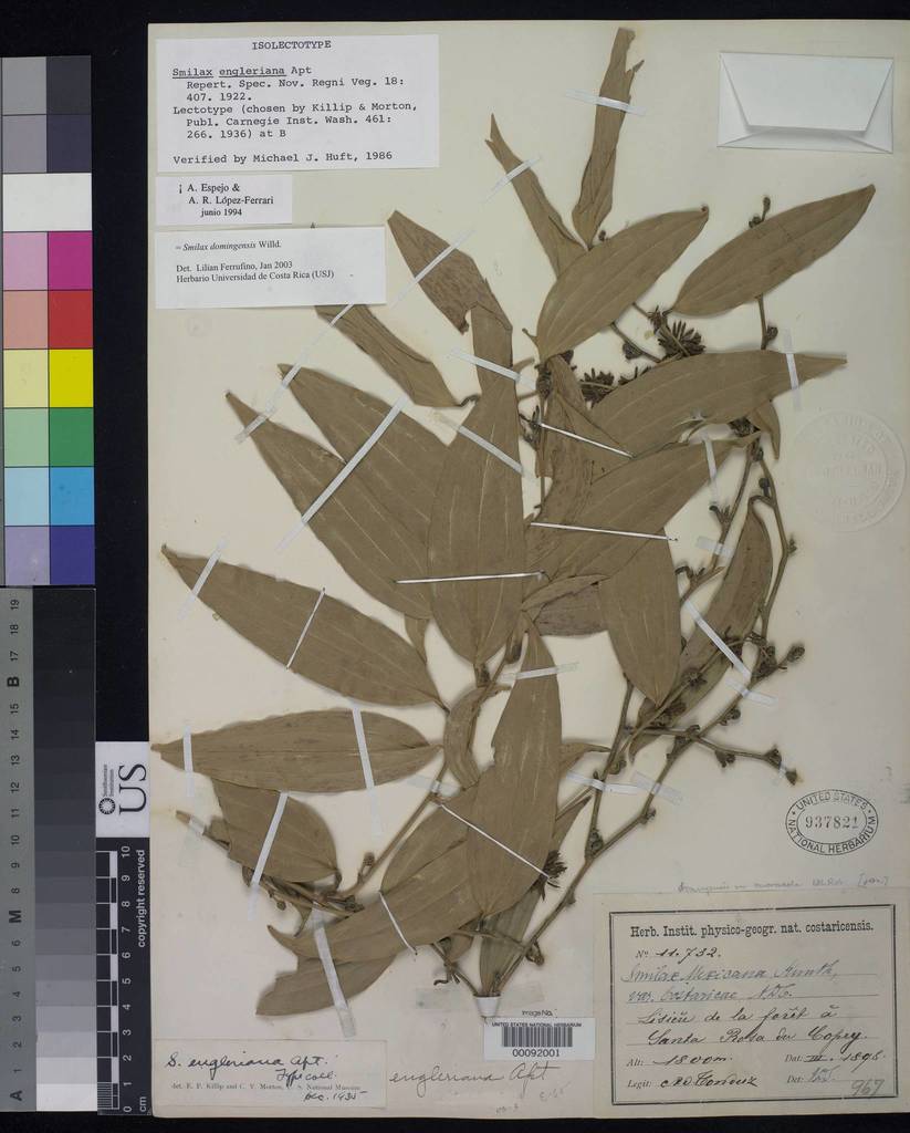 cocolmeca (Vines and Climbing plants of Puerto Rico and the Virgin ...
