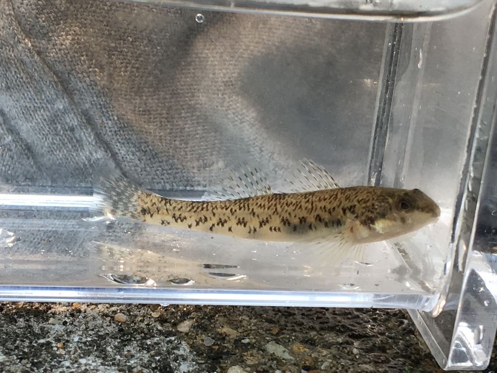 Johnny Darter in August 2020 by Daryl Coldren. Or maybe Johnny Darter ...