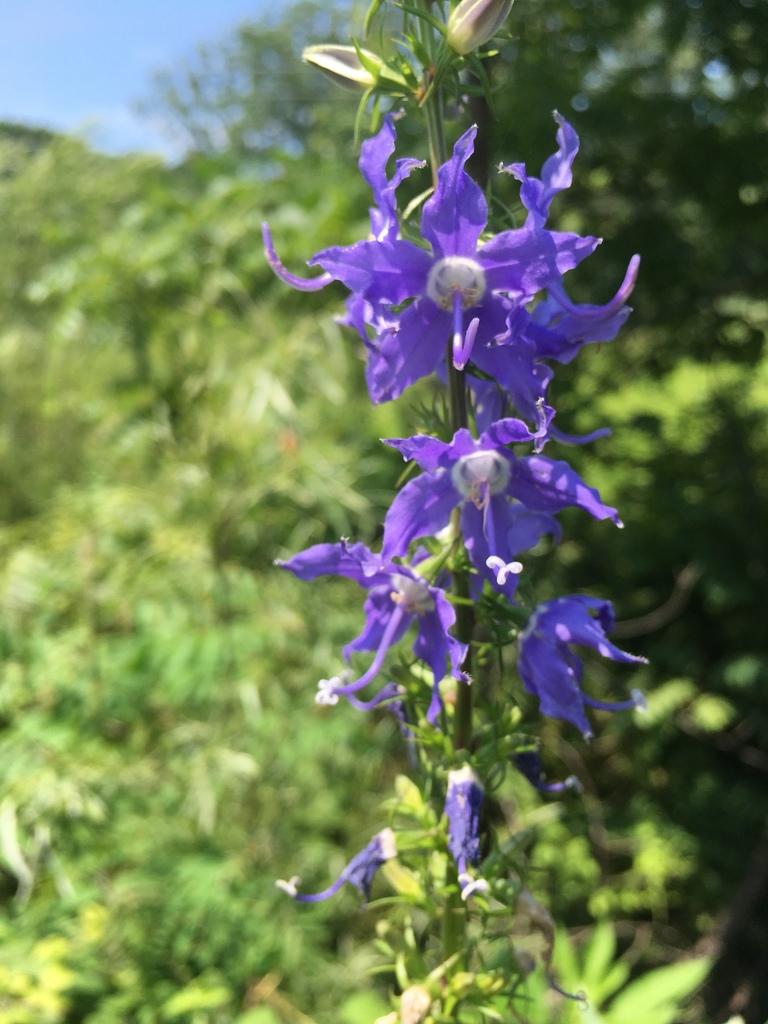 tall bellflower from 603 E 1100 N, Westville, IN, US on July 20, 2017 ...