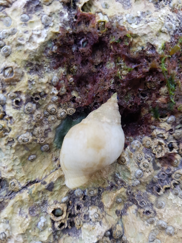 Atlantic Dogwhelk from Larne BT40, UK on August 26, 2020 at 10:42 AM by ...