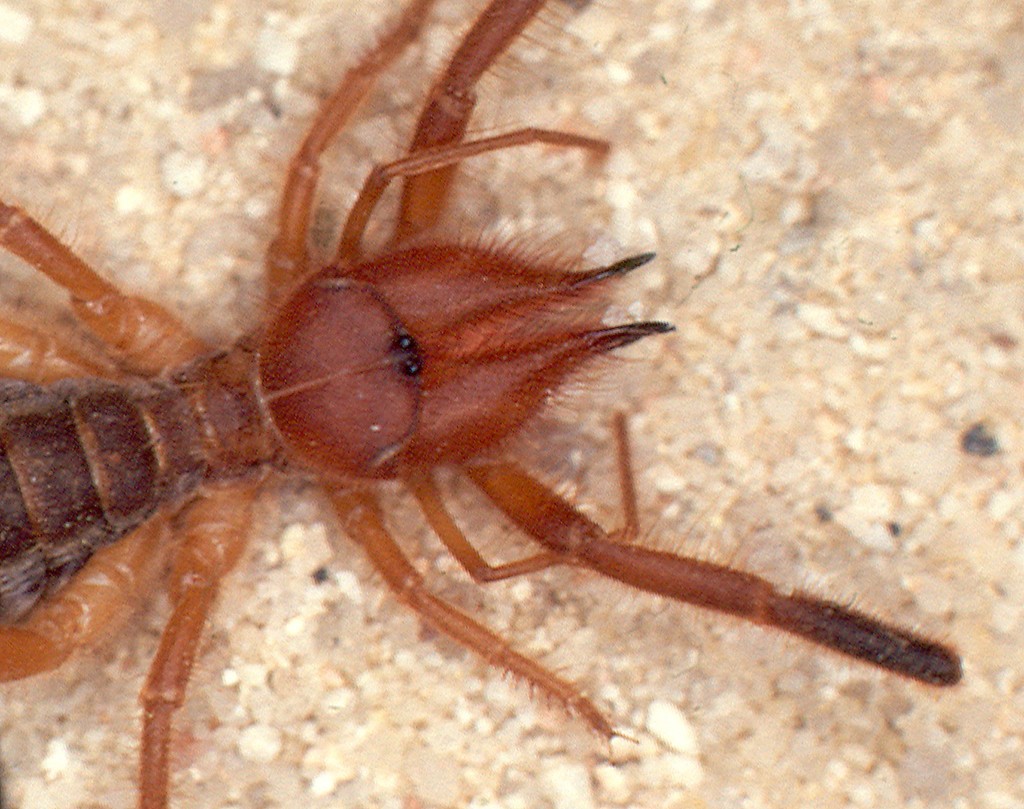 European Solifugid from Madrid, España on June 12, 1996 by Miguel A ...