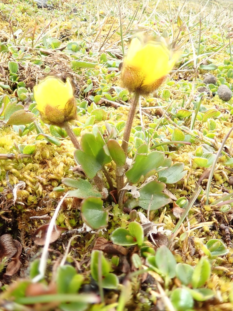 Sulphur Buttercup from Svalbard, Svalbard and Jan Mayen on July 2, 2018 ...