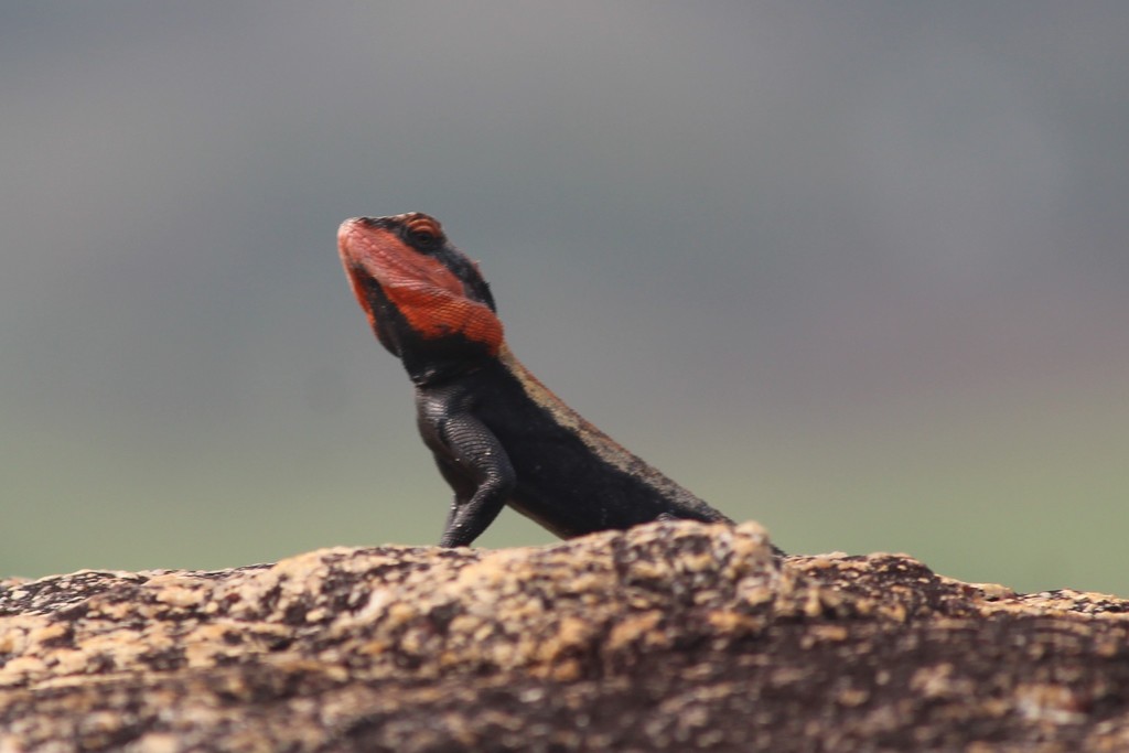 Rock Dragon (Agamids of Kerala) · iNaturalist