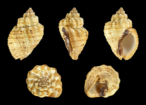 Black-mouthed Goblet Whelk (Cantharus melanostoma) · iNaturalist