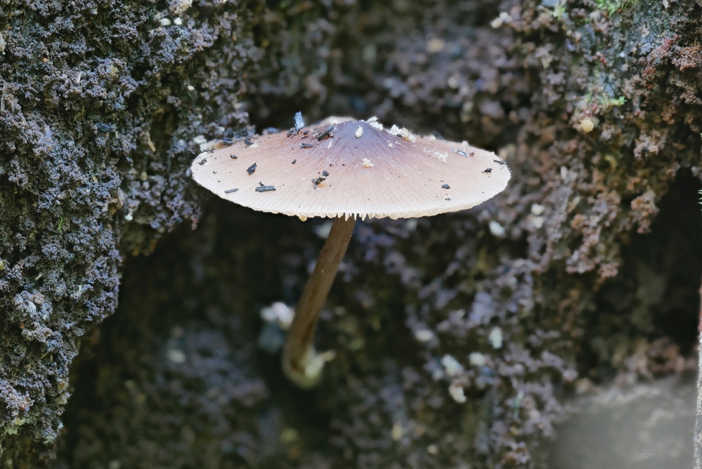 Brittlestems from Posey County, US-IN, US on August 19, 2020 at 02:00 ...