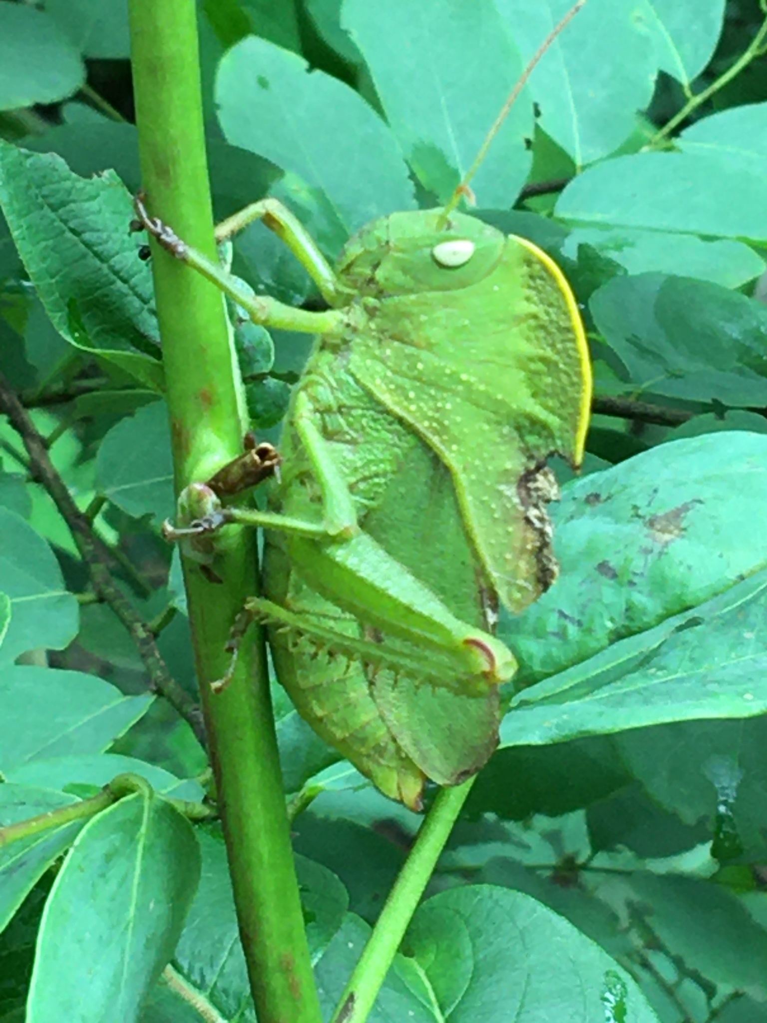 Teratodes monticollis (Gray, 1832)