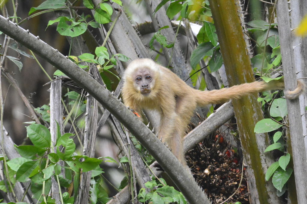 Blonde Capuchin (Sapajus flavius) - Know Your Mammals
