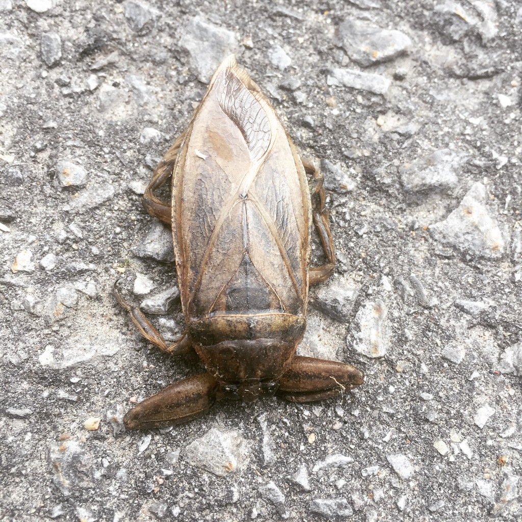 American Giant Water Bug from Industrial Park, Ottawa, ON, Canada on ...