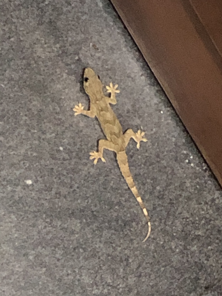 Bark Gecko from Canal Bank Road, Chennai, TN, IN on August 26, 2020 at ...