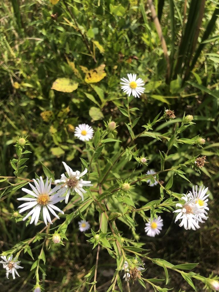 shining aster from Lake Sullivan, Indianapolis, IN, US on August 26 ...