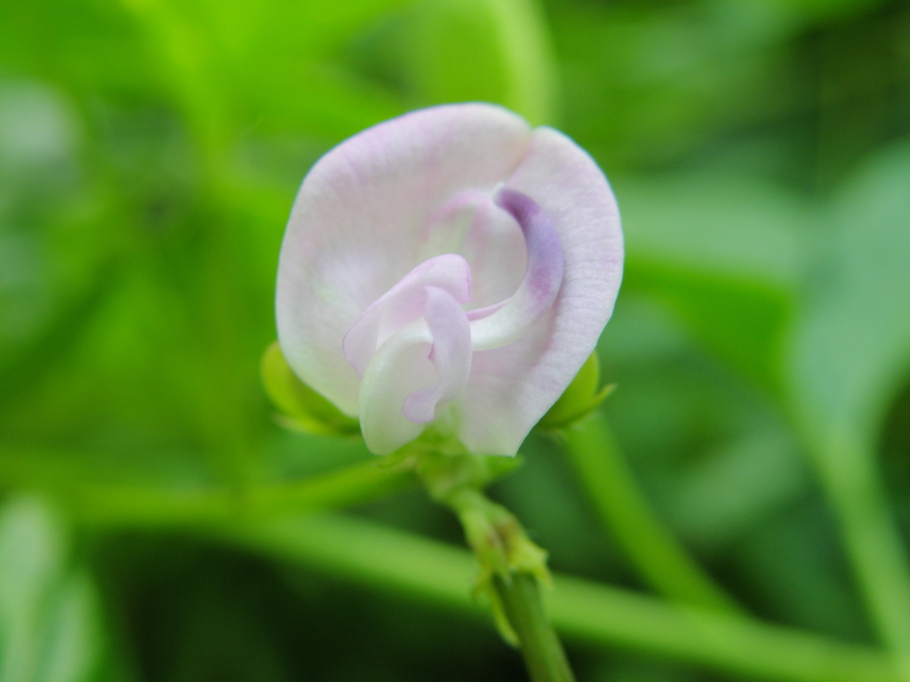 (Phaseoleae) - Botanical Realm