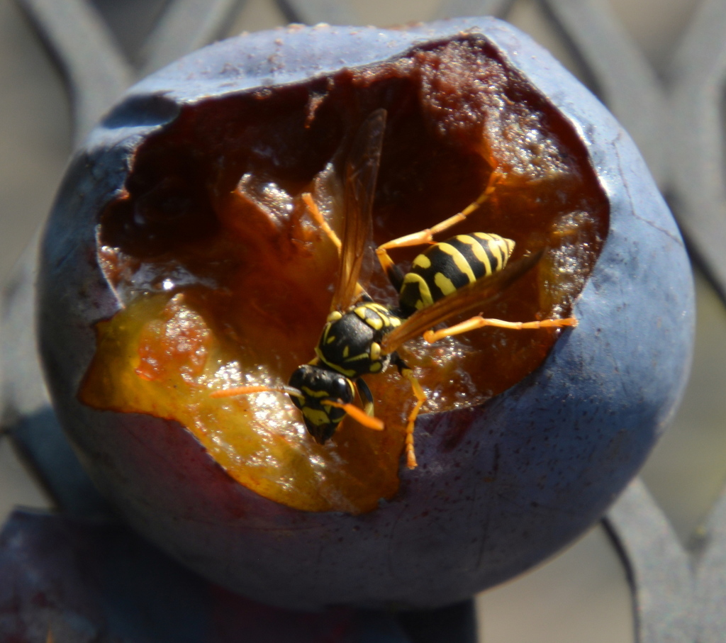 European Paper Wasp in August 2020 by maryrose375 · iNaturalist