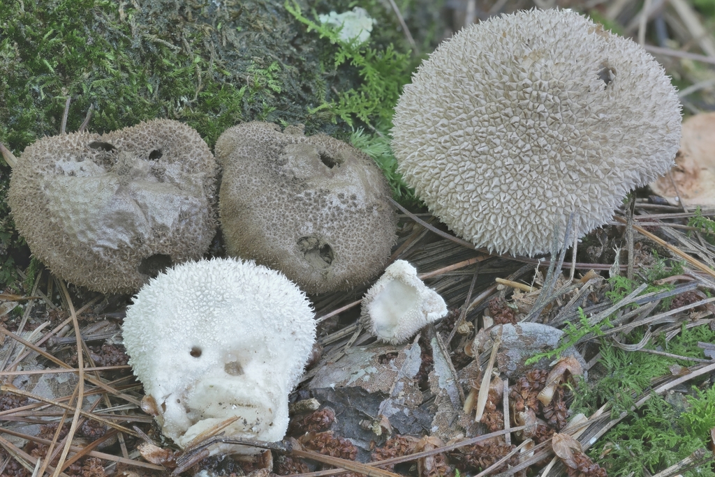 Spiny Puffball from Spencer County, US-IN, US on August 20, 2020 at 02: ...