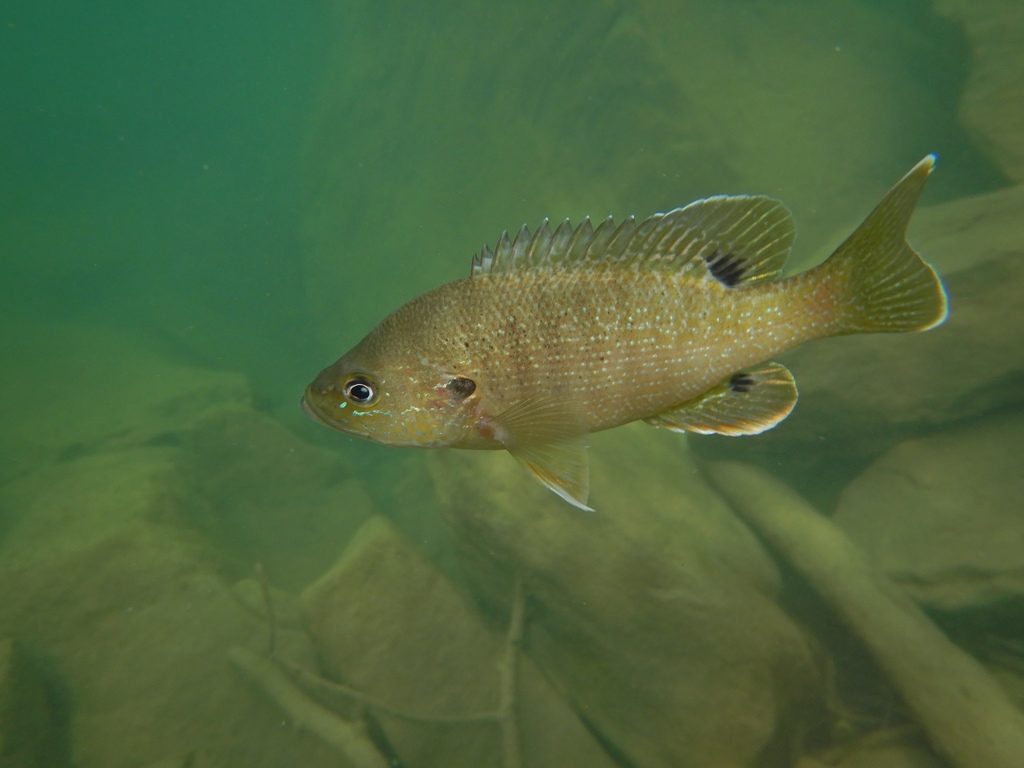 Green Sunfish from Summersville Lake, Summersville, WV, US on August 23 ...