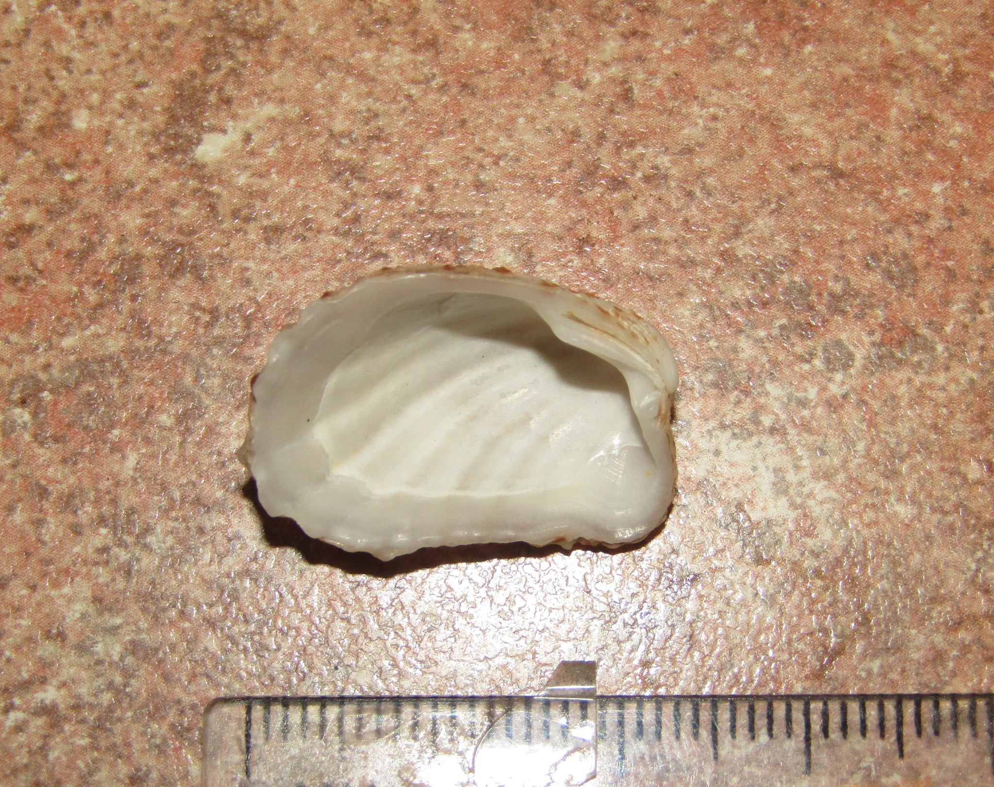 Cardita variegata Bruguière, 1792