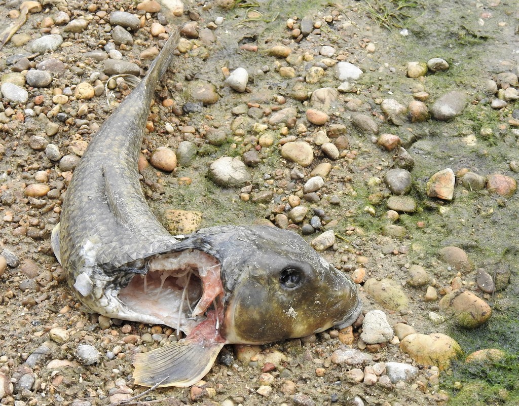 Northern Hog Sucker from Brantford, ON, Canada on August 26, 2020 at 12 ...