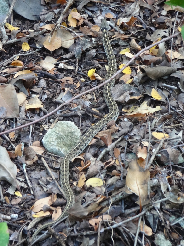 Checkered Garter Snake from Austin Hills, Austin, TX 78759, USA on ...