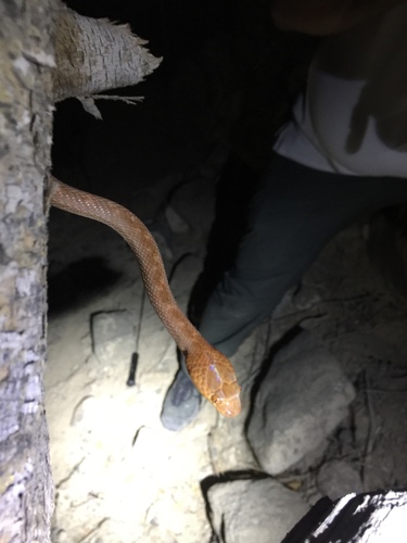 (Telescopus dhara dhara) - Snakes and Lizards