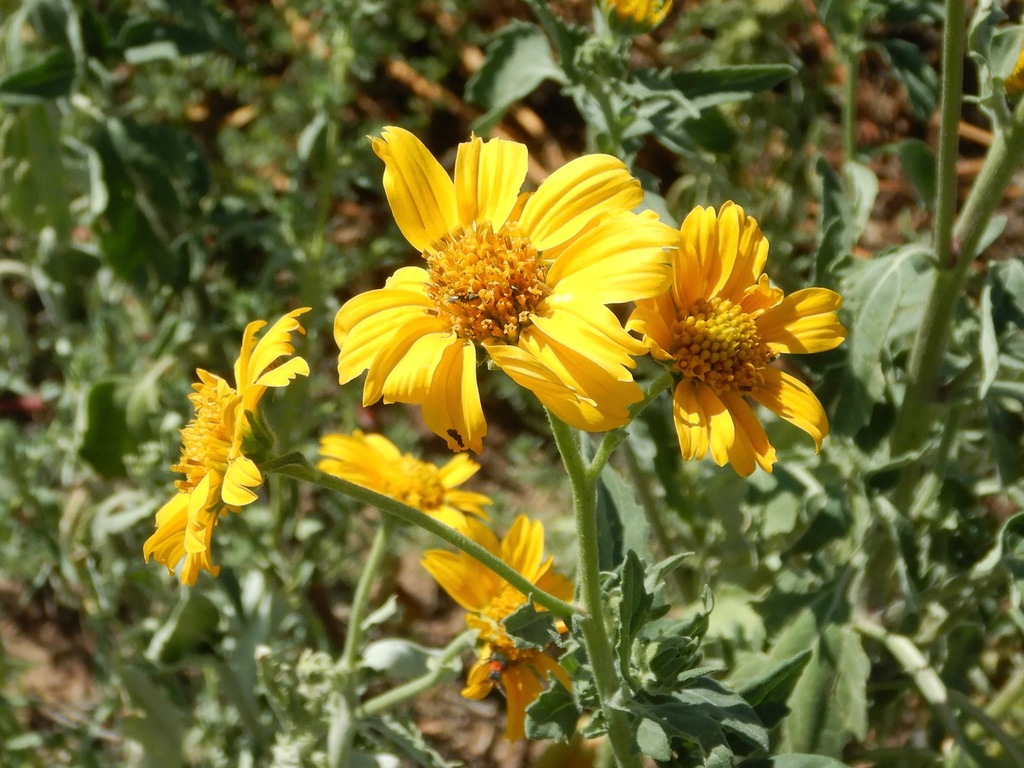 sunflowers, daisies, asters, and allies from Pecos National Historical ...