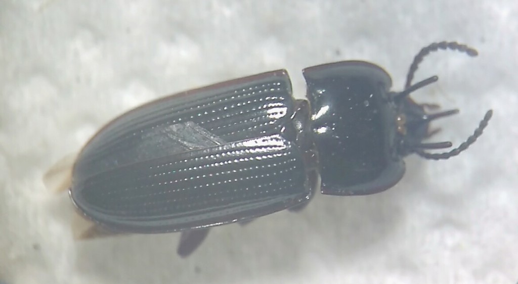 Hypogena tricornis from Mérida, Yuc., México on June 26, 2020 at 12:56 ...