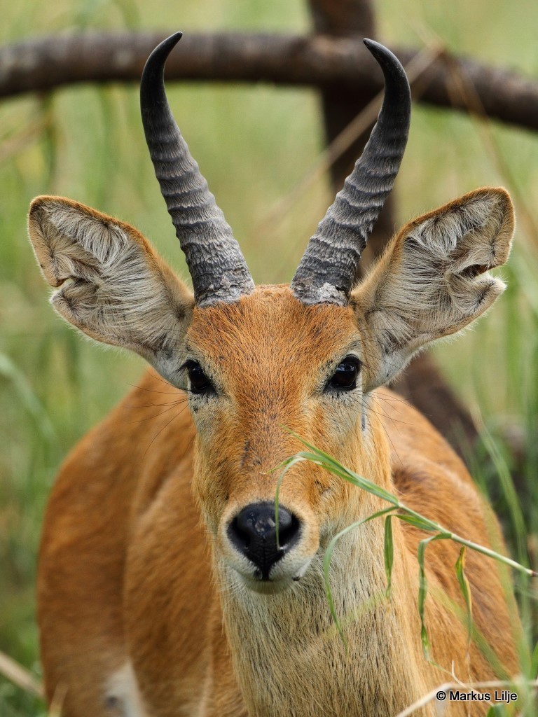 Bohor Reedbuck (Redunca redunca) - Know Your Mammals