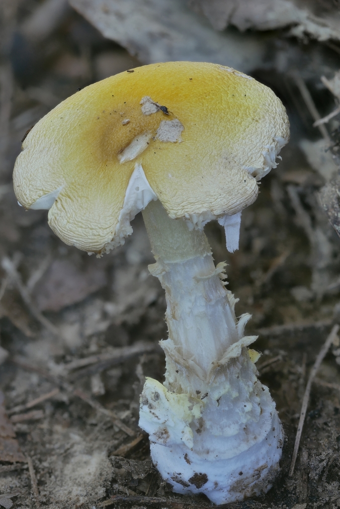 Yellow Patches from Spencer County, US-IN, US on August 20, 2020 at 11: ...