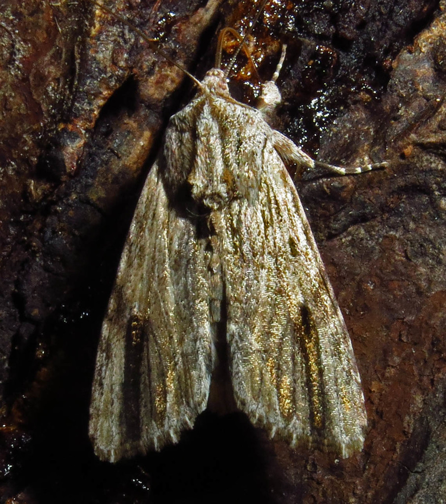 Southern Armyworm Moth from 608 Martin Ave, Boaz, AL 35957, USA on ...