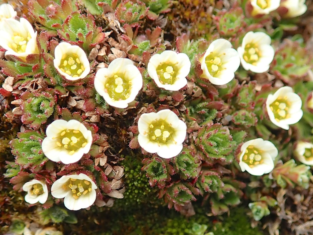 tufted saxifrage (Saxifraga cespitosa) - Botanical Realm