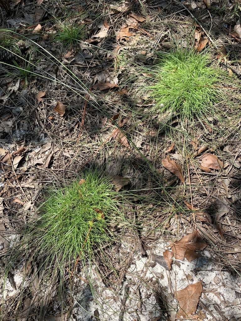 Southern Bogbutton from Marsh Lake Rd, Nichols, SC, US on August 26 ...