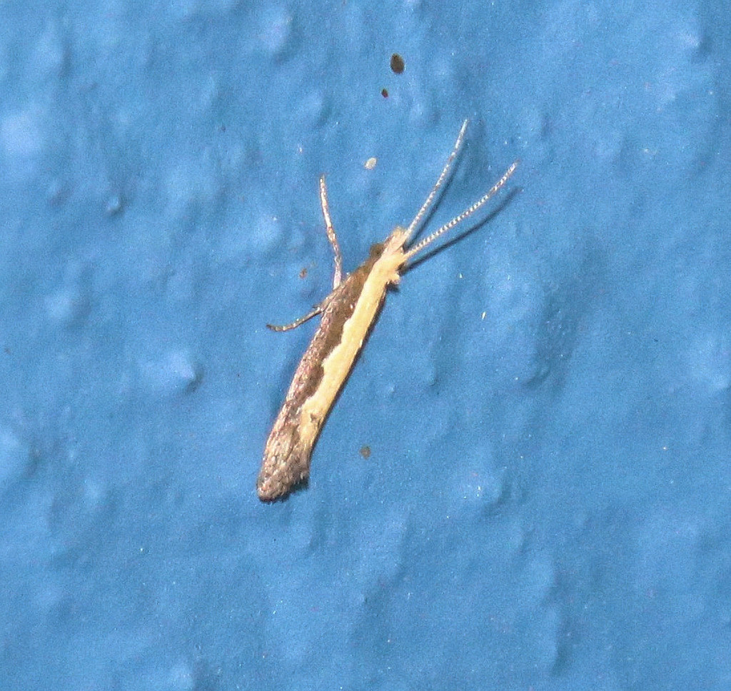 Diamondback Moth from Chapala Haciendas, Jal., Mexico on August 25 ...