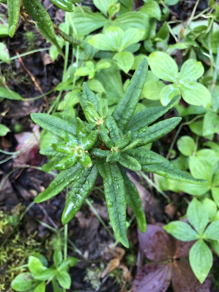 Bog Labrador Tea from Anchorage County, US-AK, US on August 26, 2020 at ...