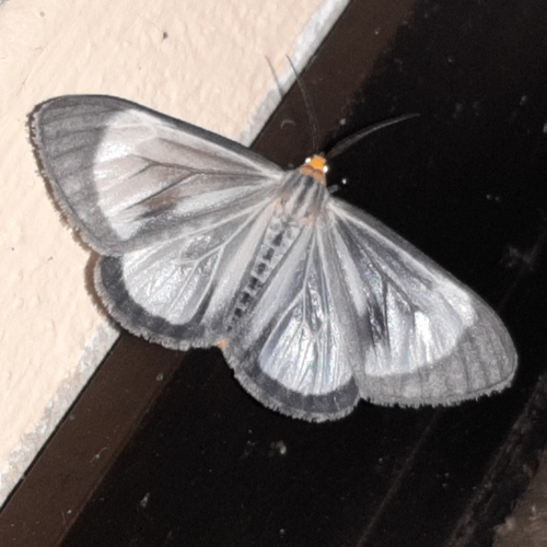 Xenosoma geometrinum · iNaturalist