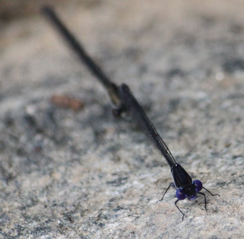 Dusky Dancer from Baltimore County, MD, USA on August 24, 2020 at 10:52 ...