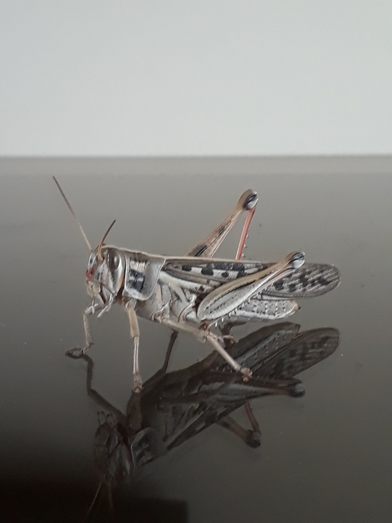 Central American Locust from Quito, EC-PI, EC on August 26, 2020 at 01: ...