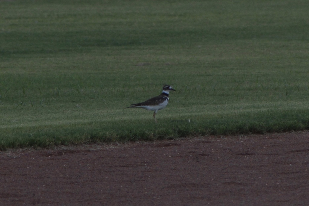 Killdeer from Cross Timbers Park, North Richland Hills, TX, US on ...