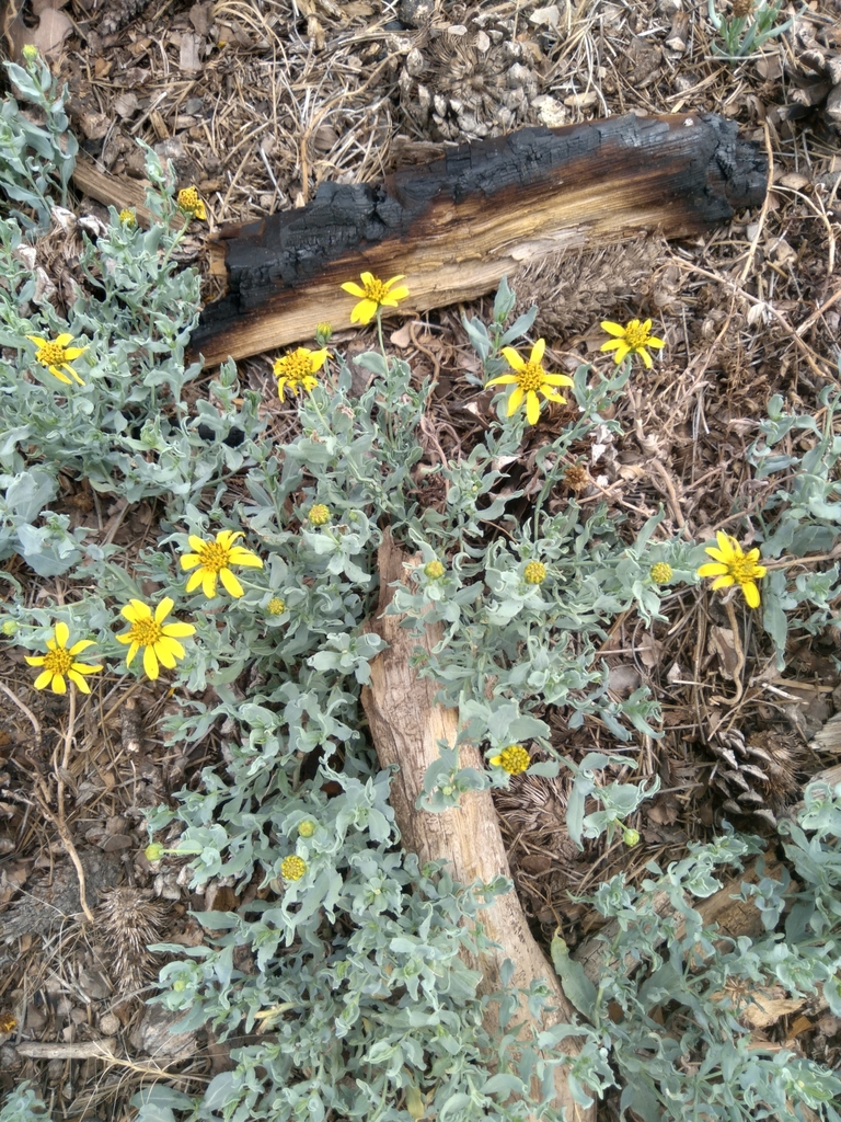 Arizona Sunflower from Soldiers Lake on August 26, 2020 at 12:18 PM by ...