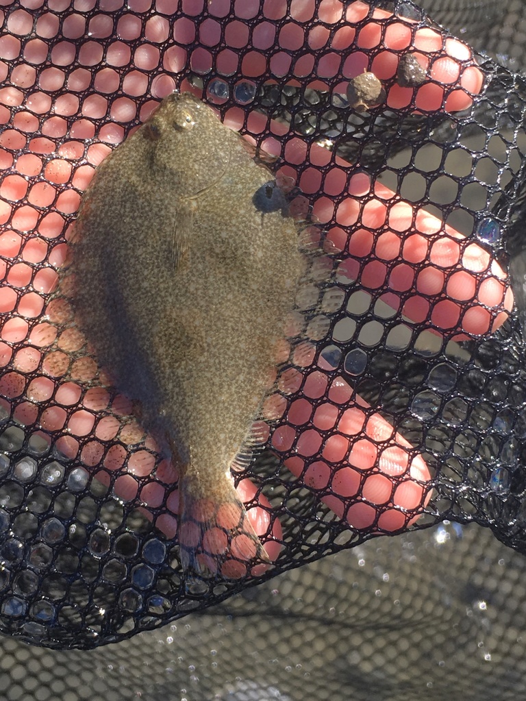 Sand flounder from Mahia East Coast Road, Mahia, Hawke's Bay, NZ on ...